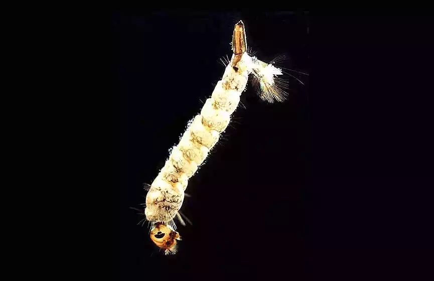 El mosquito del dengue sobrevive bajo el agua | El diario